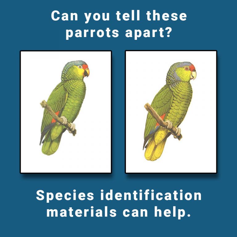 CITES and UNEP-WCMC add new identification resources to main CITES ...