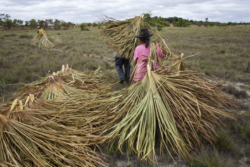 Protecting and promoting traditional knowledge on UN Indigenous Peoples ...
