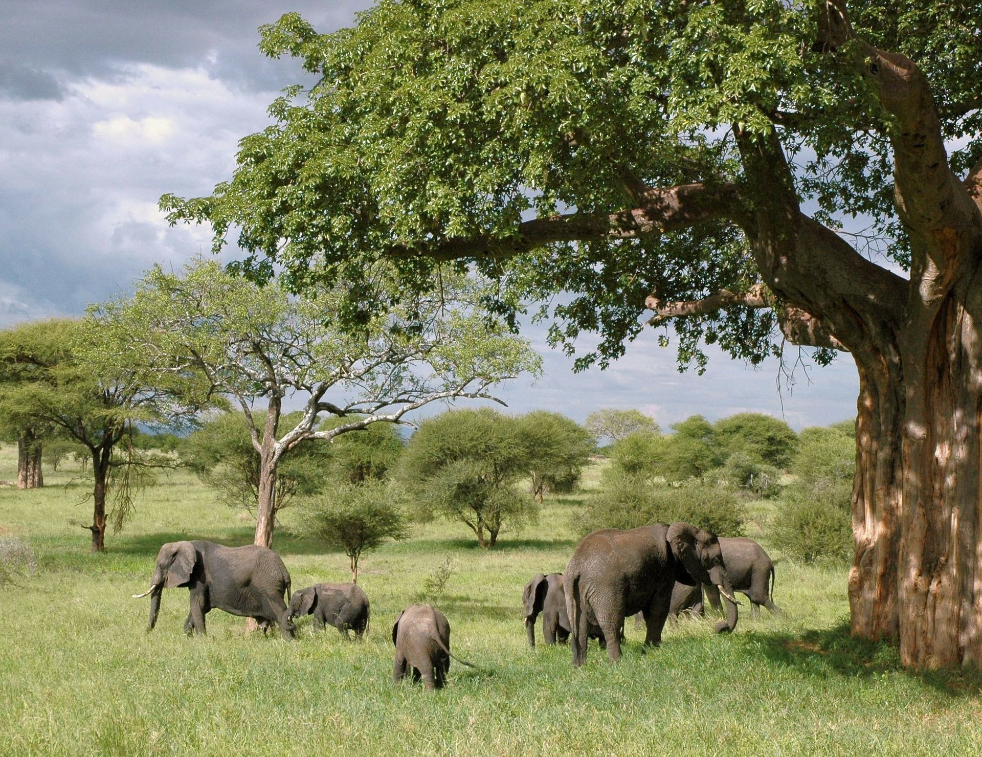 Globally unique forest to be protected in Tanzania, thanks to ...
