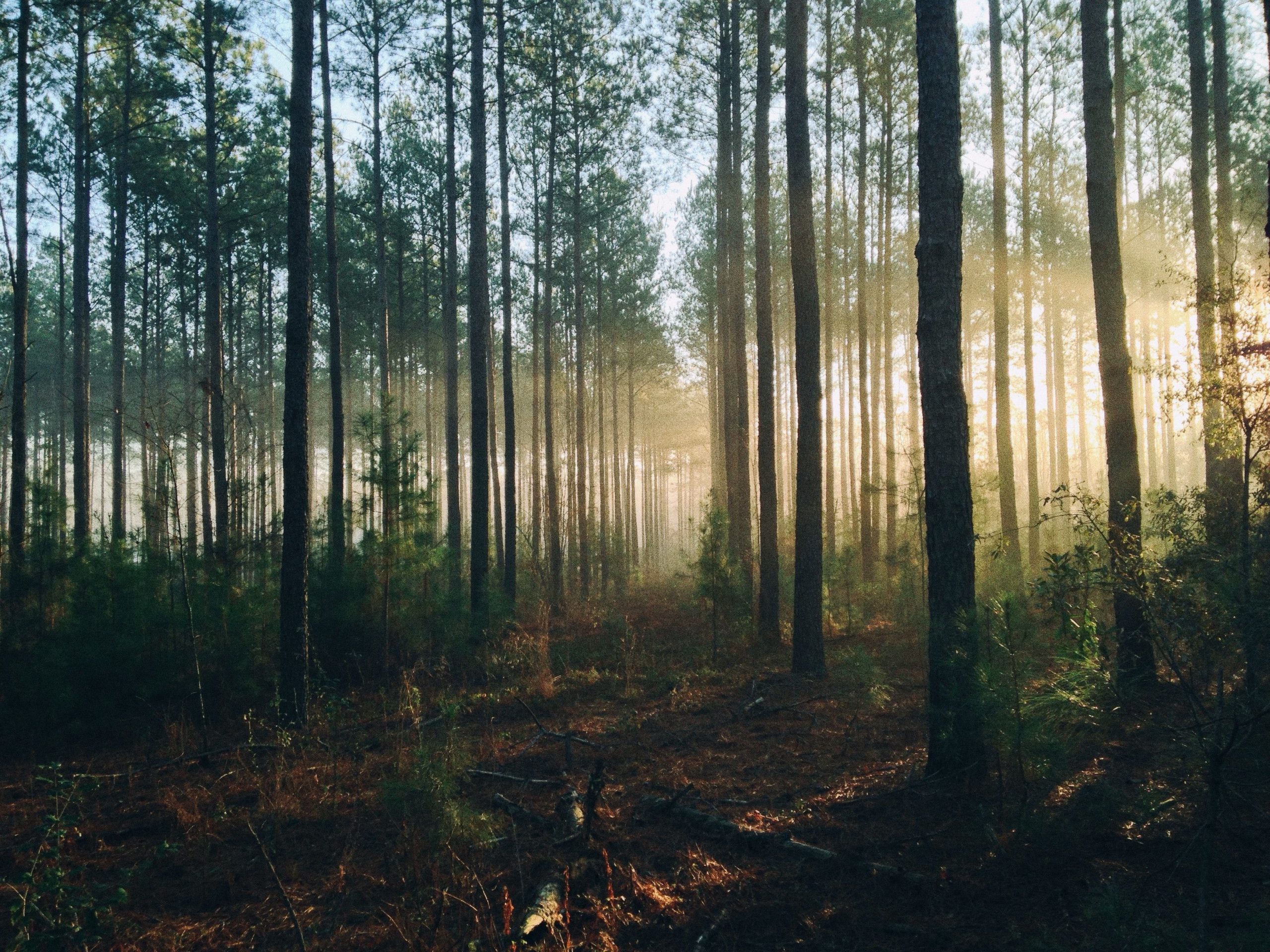 Restoring forests, the lungs of the planet - UNEP-WCMC