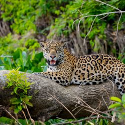 Connecting nature in a fragmented world: the importance of conserving ...