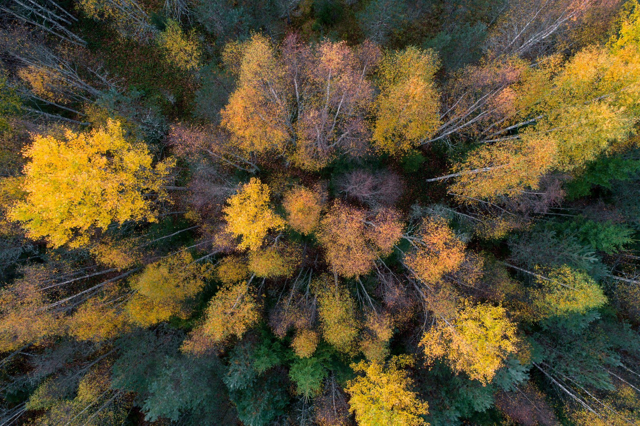 Exploring the vital role of our forests - UNEP-WCMC