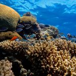 Reef Futures: exploring the ecosystem services and potential futures of ...
