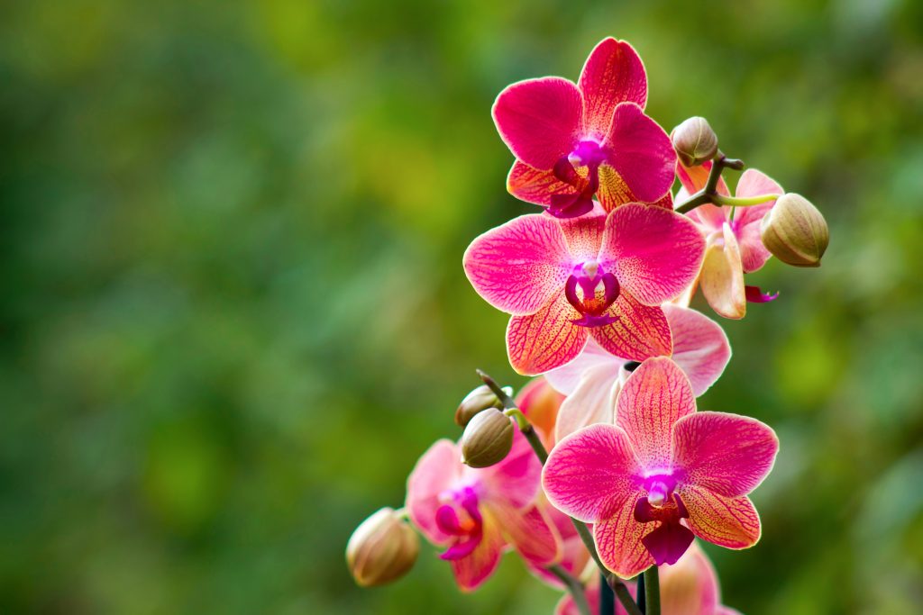 CITES Trade Database surpasses 25 million trade transaction records ...