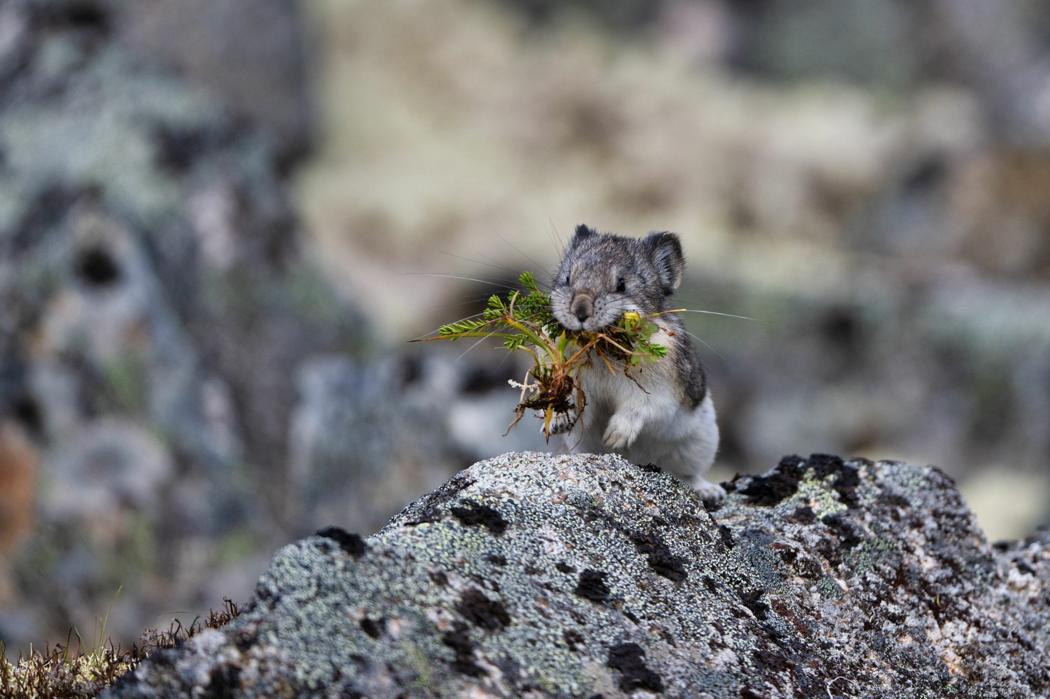 Current Vacancies - UNEP-WCMC