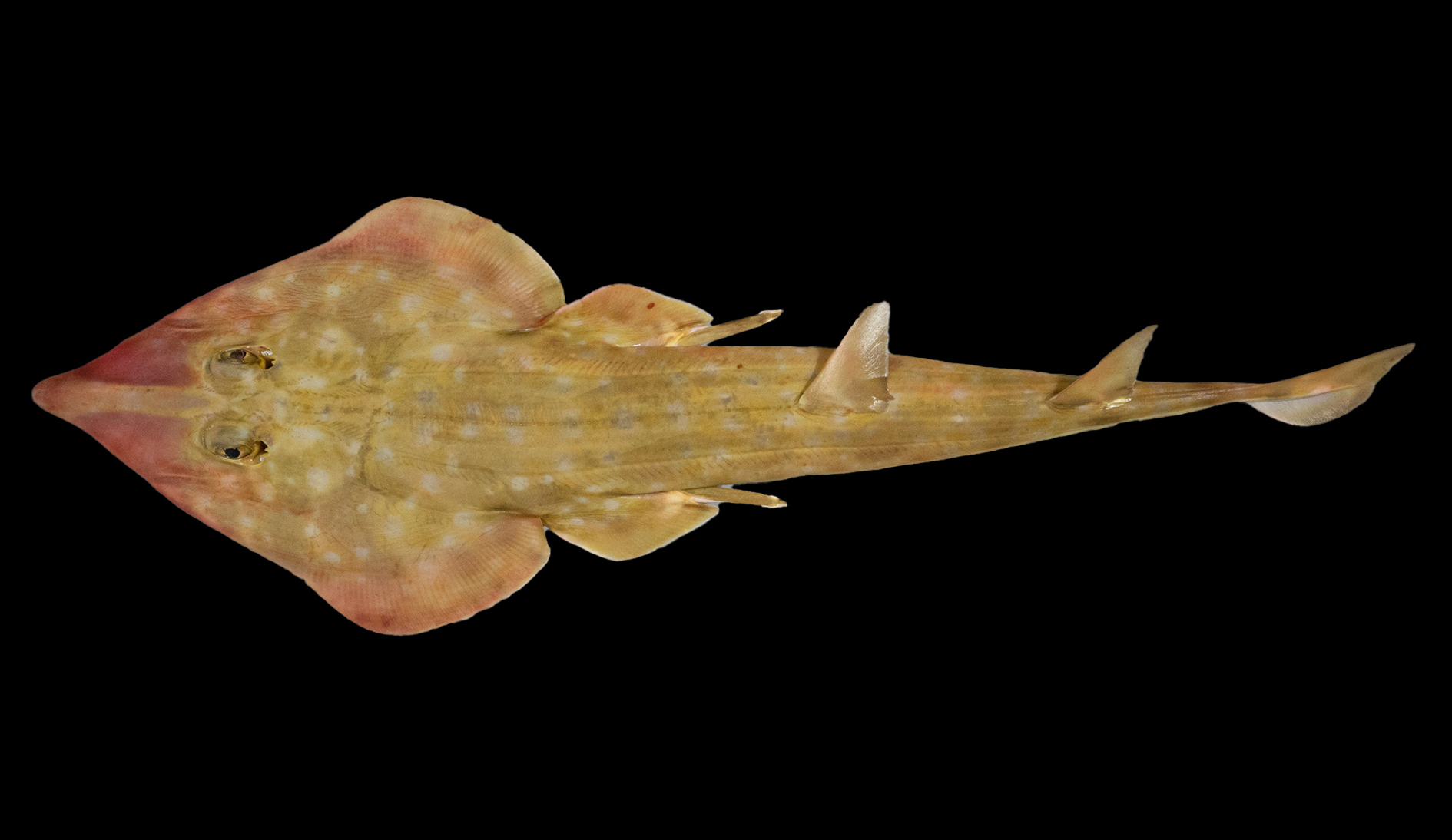 Over 850 new marine species discovered by the Ocean Census - UNEP-WCMC