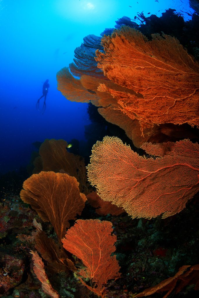 Over 850 new marine species discovered by the Ocean Census - UNEP-WCMC